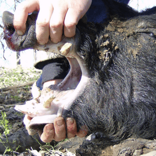 How To Catch Hog & Hog Hunting Guides