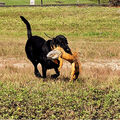 The 15 Best Invasive Species Hunting Guides in Florida