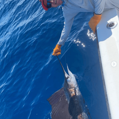 The 15 Best Puerto Rico Fishing Charters