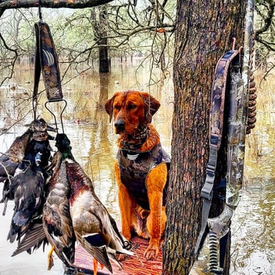 The 15 Best Duck Hunting Guides