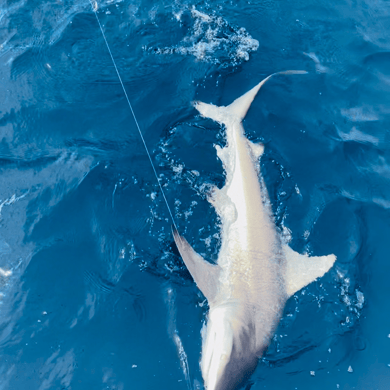 How to Catch Nurse Shark & Nurse Shark Fishing Charters