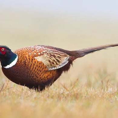 How to Catch Pheasant & Pheasant Hunting Guides