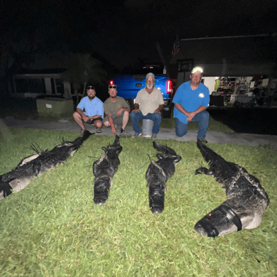 How to Catch Alligator & Alligator Hunting Guides