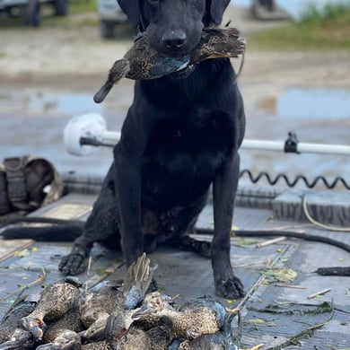The 15 Best Duck Hunting Guides