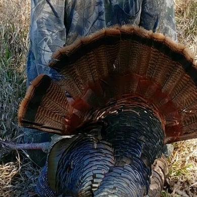 How to Catch Turkey & Turkey Hunting Guides