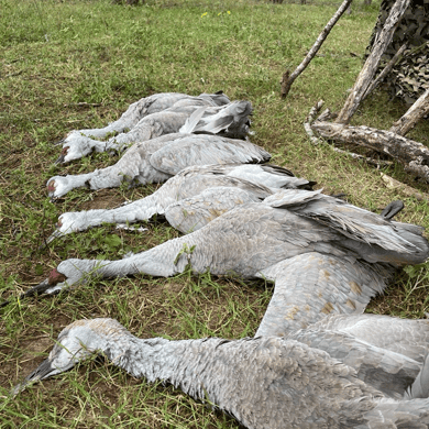 The 11 Best Sandhill Crane Hunting Guides in Texas
