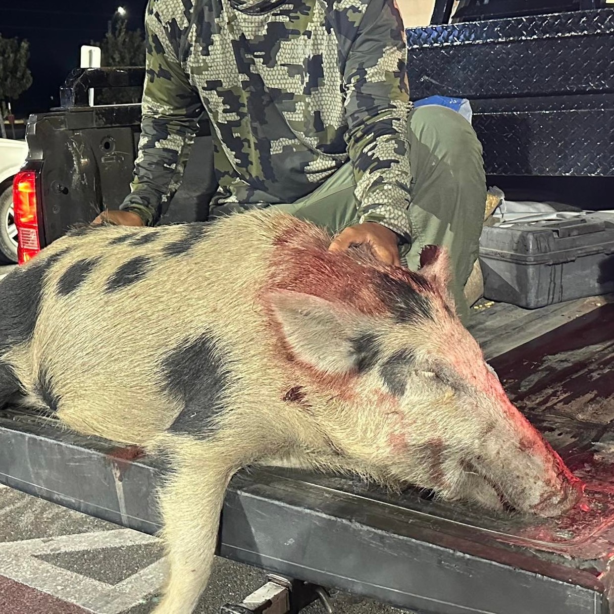 Roma TX Hog Hunts In Roma