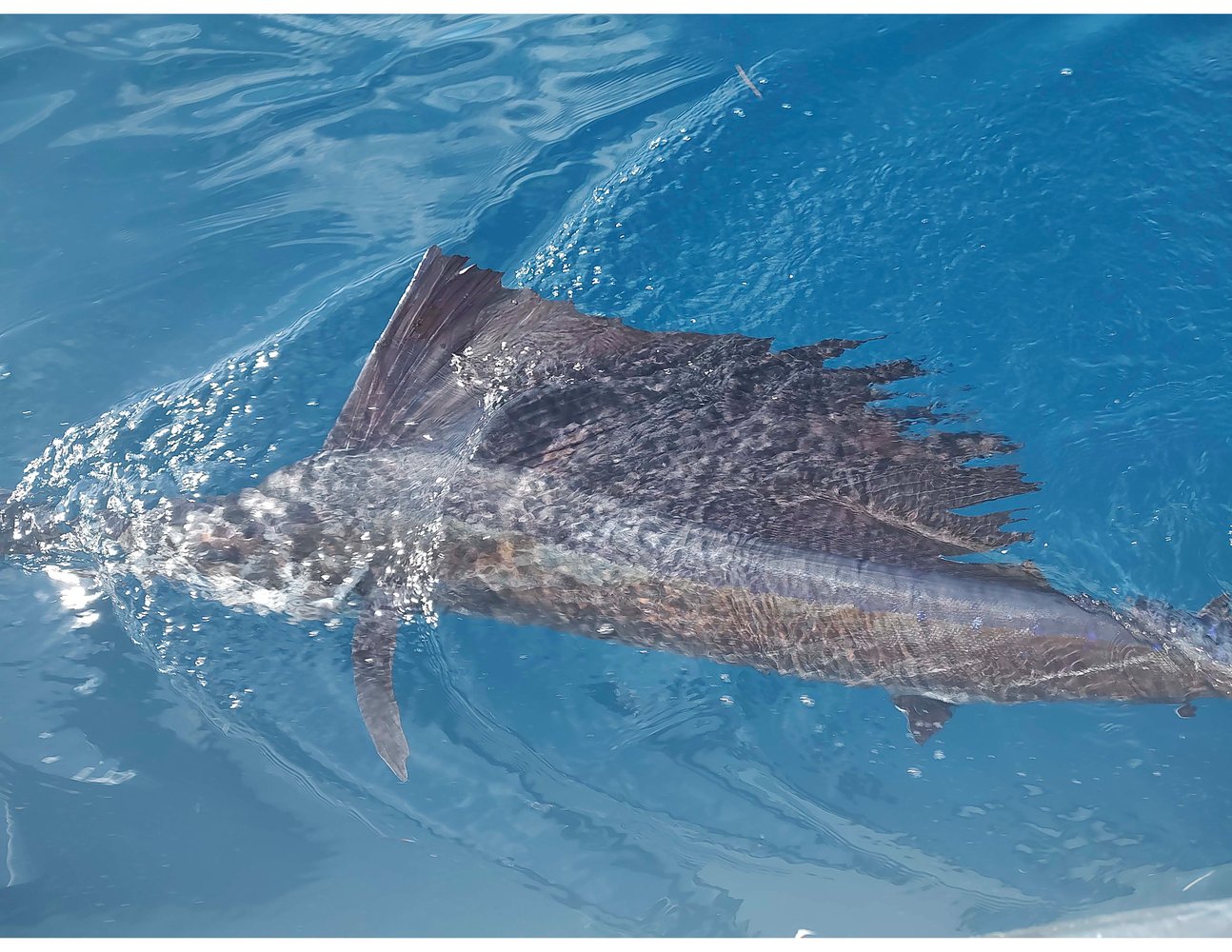 Ultimate Action Fishing In Key West In Key West