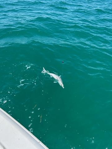 Prestige Anna Maria Sound In Sarasota