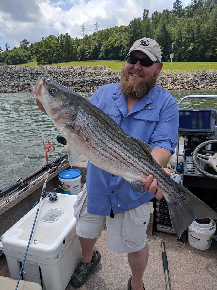 TN Striper & Catfish Trip In Greenback