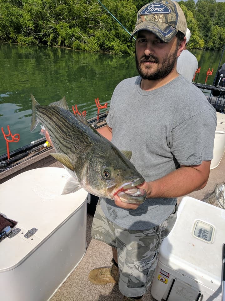 TN Striper & Catfish Trip In Greenback