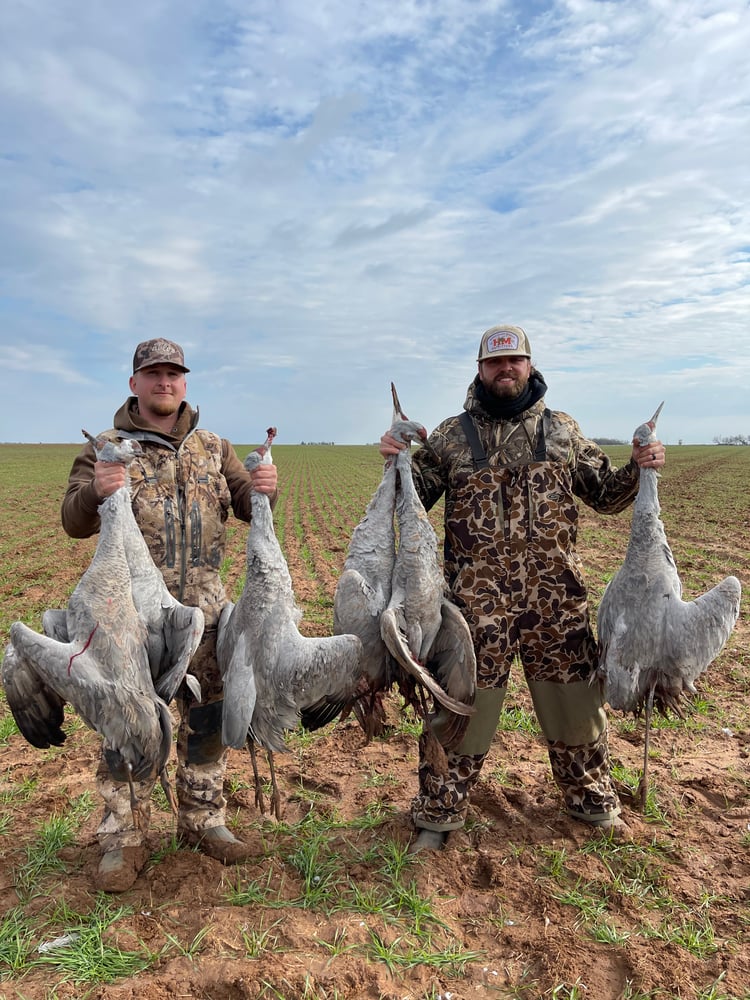 Sandhill Crane Hunt In Abilene