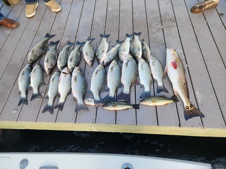 Striped Bass Fishing Reports (July 2024)