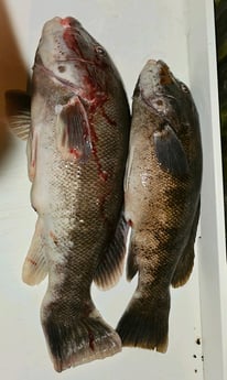 Tautog Fishing Reports (July 2025)