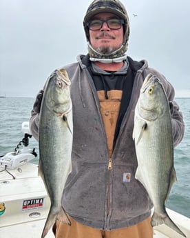 Bluefish Fishing Reports (September 2024)