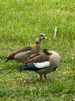 Egyptian Goose Fishing Reports (August 2024)