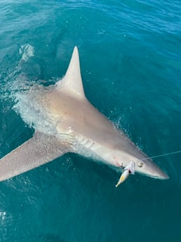 Lemon Shark Fishing Reports (July 2025)