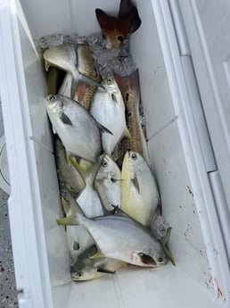 Florida Pompano Fishing Reports (January 2025)