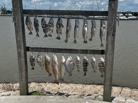 Palacios Fishing Reports (August 2024)