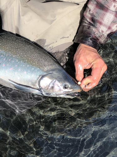 Dave Fish Alaska River Guides in Talkeetna, Alaska: Captain Experiences