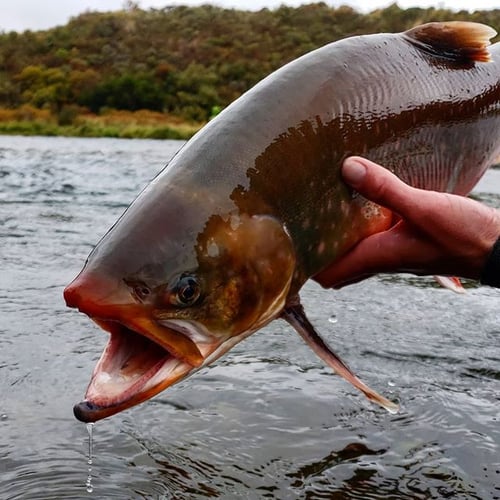 Blue Bonefish Lodge Belize with Captain Experiences