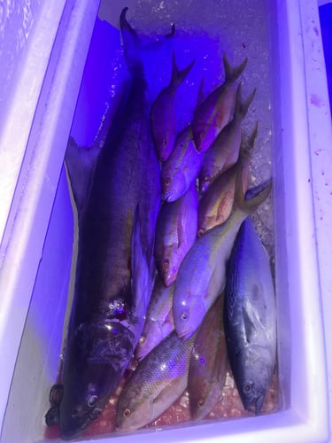 Domestic Six Pack Charters in Miami, Florida: Captain Experiences