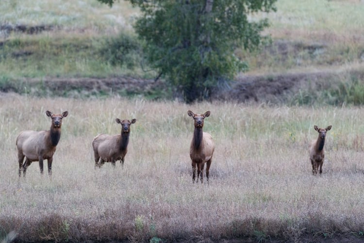 Vermejo, A Ted Turner Reserve in Raton, New Mexico: Captain Experiences