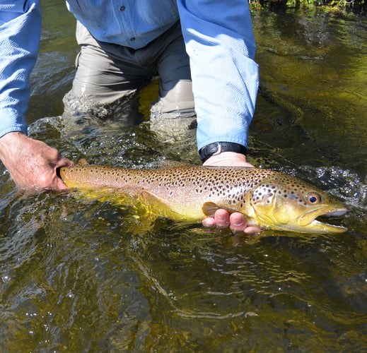 Montana Fly Fishing Guides in Sheridan, Montana: Captain Experiences