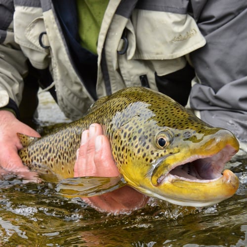 Montana Fly Fishing Guides in Sheridan, Montana: Captain Experiences