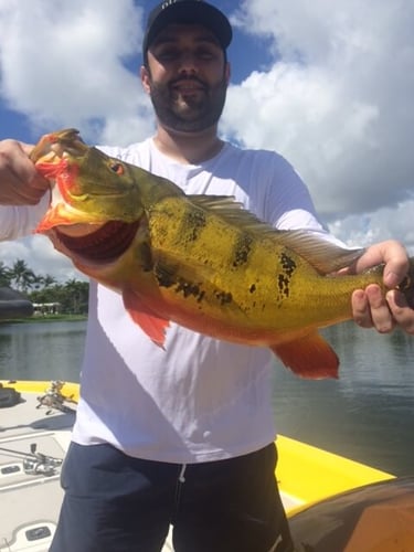 Bass Fishing Musician in Fort Lauderdale, Florida: Captain Experiences