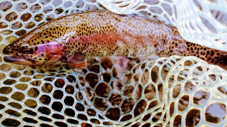 Beavers Bend Fly Fishing Guide Service in Broken Bow, Oklahoma: Captain ...