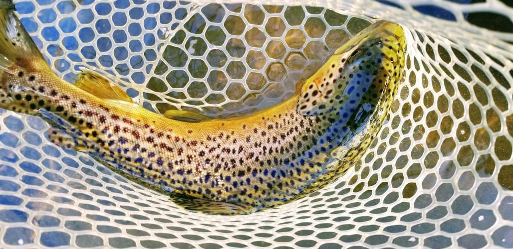 Beavers Bend Fly Fishing Guide Service in Broken Bow, Oklahoma: Captain ...