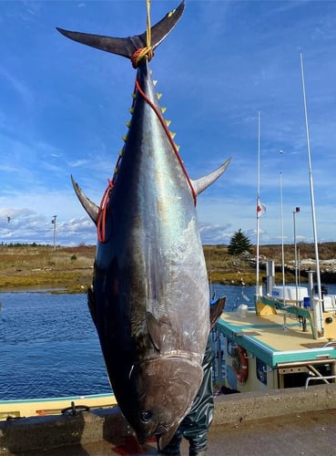 World Record Tuna in Canso, Nova Scotia: Captain Experiences