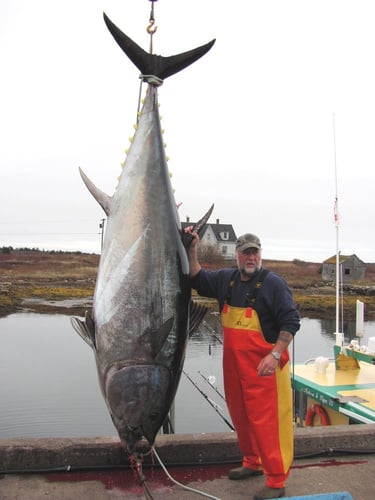 World Record Tuna in Canso, Nova Scotia: Captain Experiences
