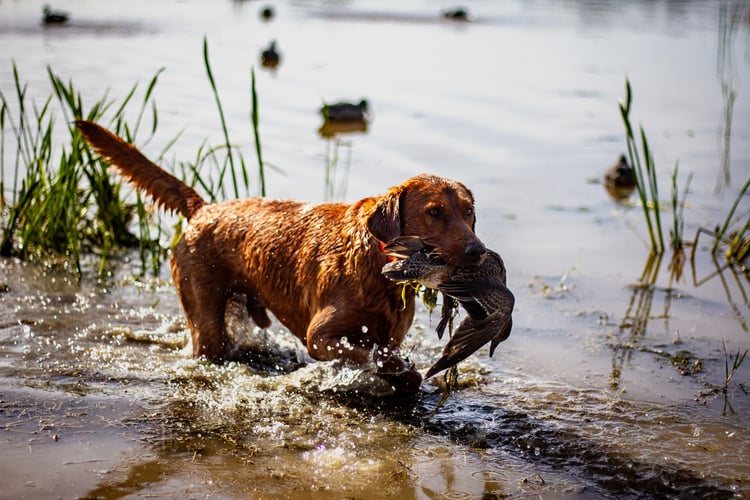 Duck-Tails Guide Service with Captain Experiences