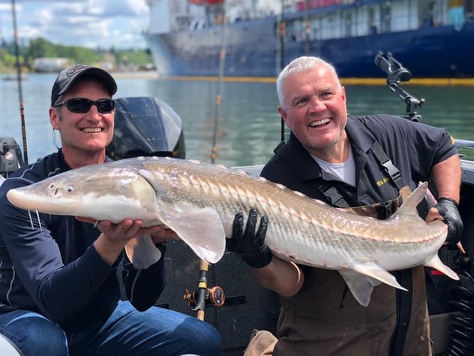 Sturgeon Catch And Release In Portland