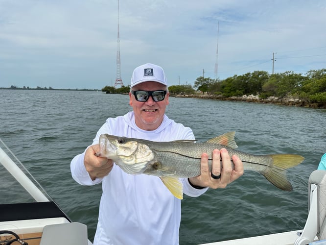 Tampa Bay Inshore Slam In Tampa