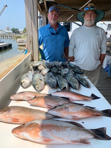 Red Snapper / Reef Fishing In Orange Beach