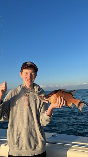 Bottom Line Sportfishing with Captain Experiences