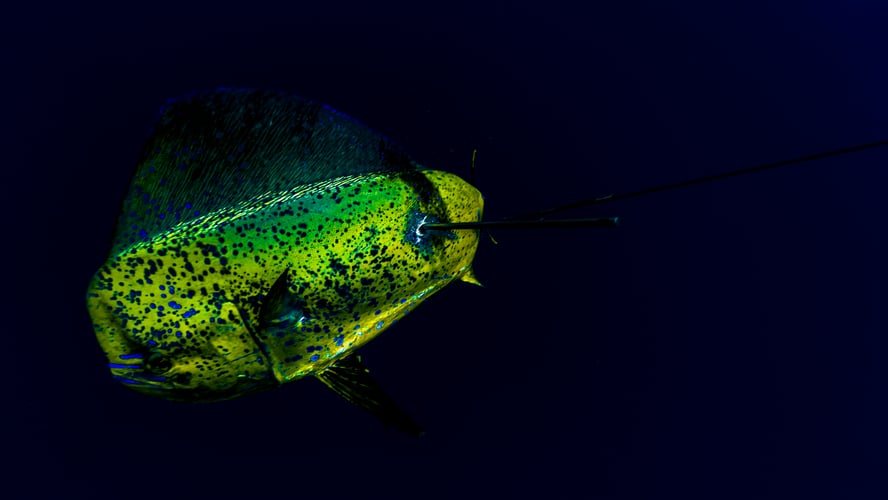 Spearfishing brothers with Captain Experiences