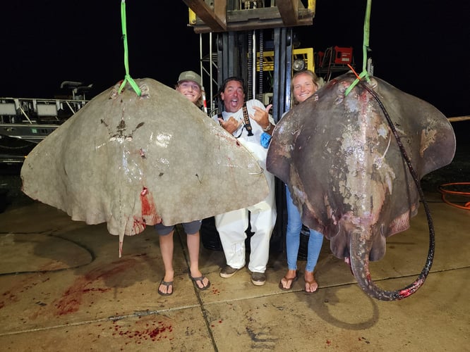 Giant Butterfly Ray Bowfishing In Ocean Pines
