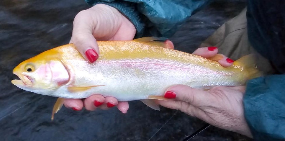 Beavers Bend Fly Fishing Guide Service with Captain Experiences