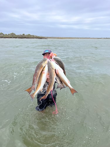 Wade Fishing Galveston Bay In Galveston