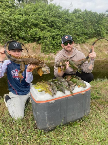 Lowes Gator and Iguana in Fort Lauderdale, Florida: Captain Experiences