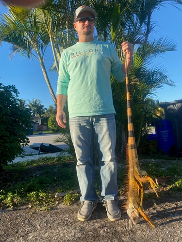 Lowes Gator and Iguana in Fort Lauderdale, Florida: Captain Experiences