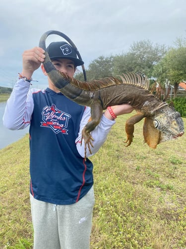 Lowes Gator and Iguana in Fort Lauderdale, Florida: Captain Experiences