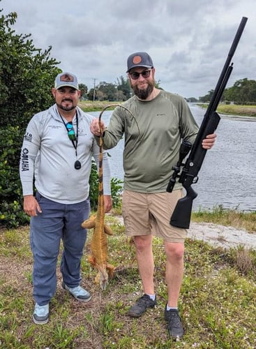 Elite Guided Air Rifle Iguana Hunts In Fort Lauderdale