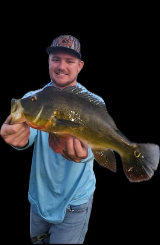 Peacock Bass And Iguana Hunt Combo In Cape Coral