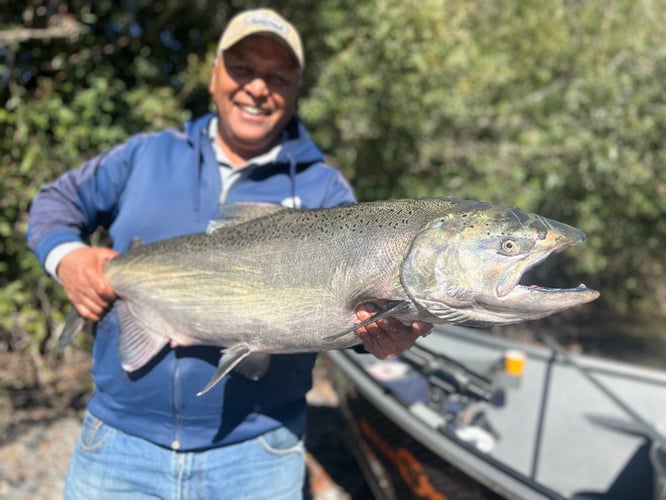 Spring Run Chinook In Gold Beach