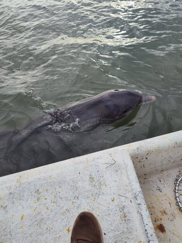 Redhead Fishing Guide Service with Captain Experiences